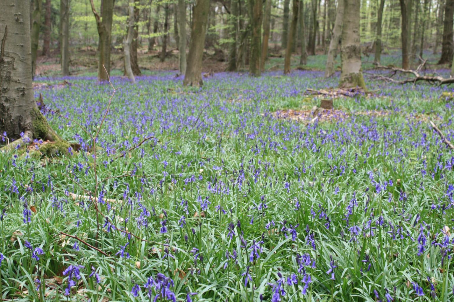 Bluebells at King's Wood, Challock