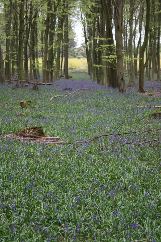 Bluebells at King's Wood, Challock