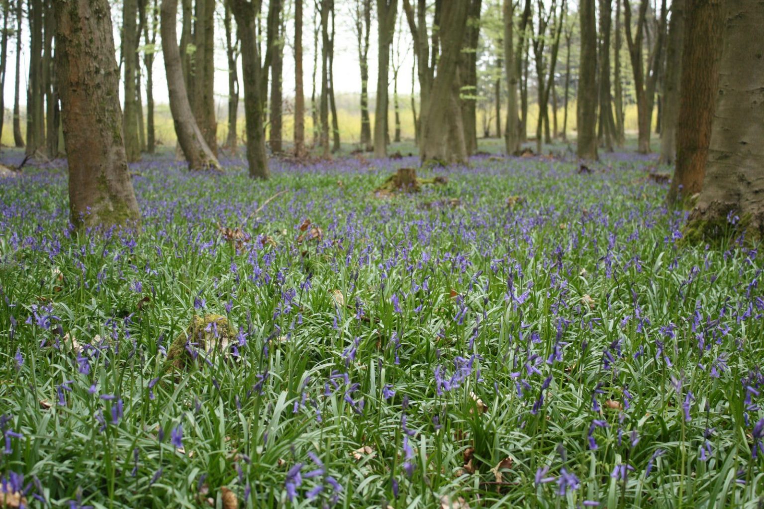 Bluebells at King's Wood, Challock