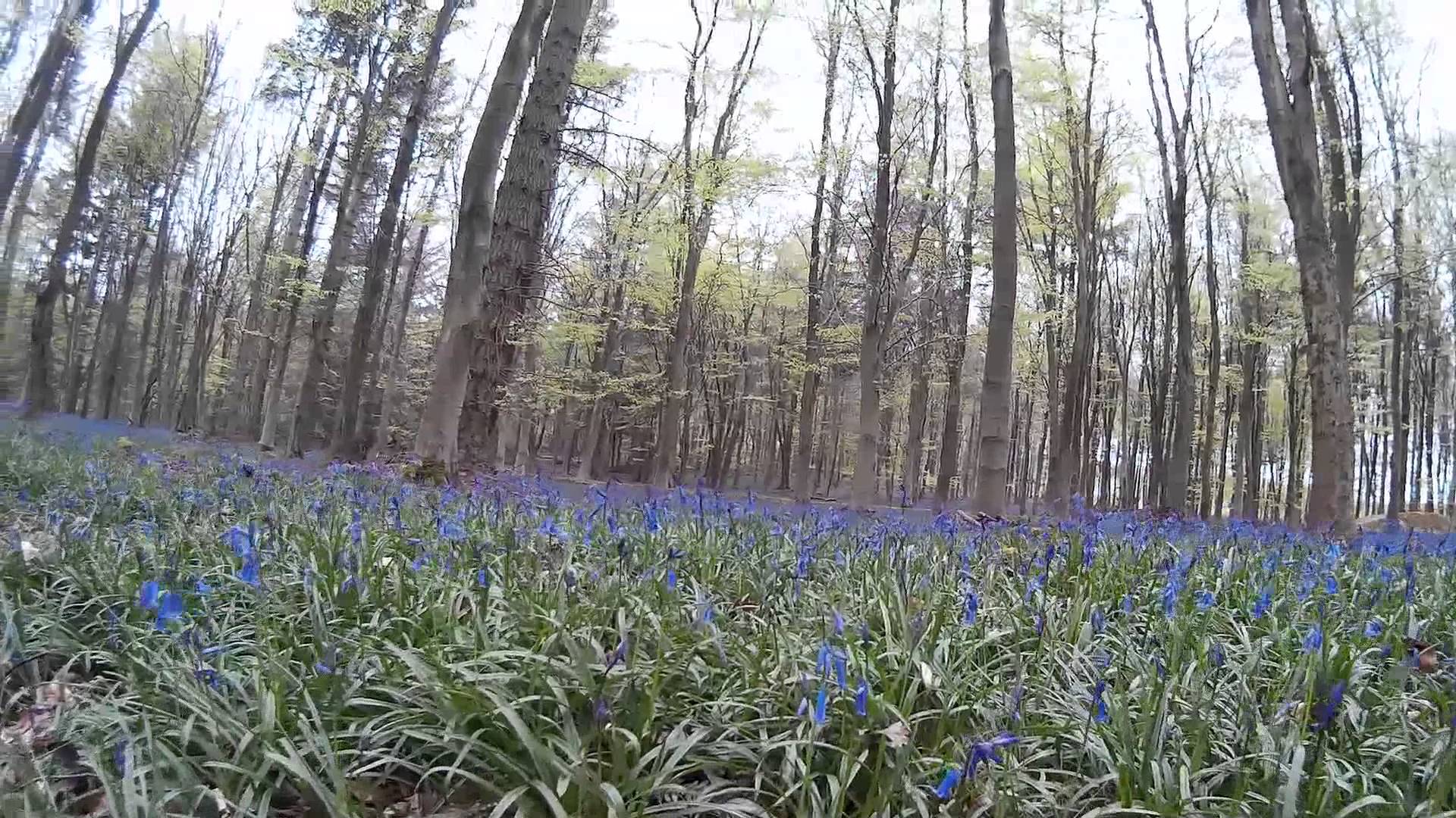 Bluebells at King’s Wood, Challock - Garden Geek